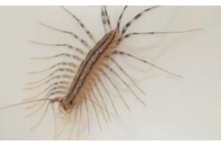 Kujdes! Nëse e gjeni në shtëpi këtë insekt, mos bëni gabim ta vrisni ...