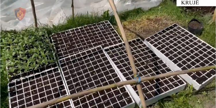 E bujshme/ Zbulohen dy sera me mbi 600 fidanë kanabis, ja kush është ...