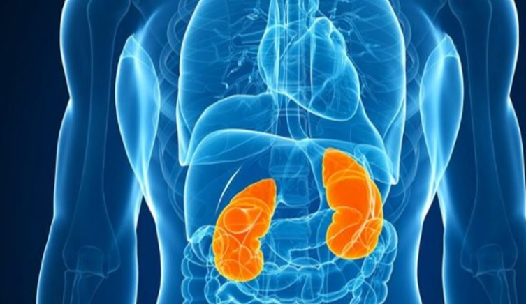 Si të përkujdeseni për veshkat në stinën e verës - Sot News | Lajme