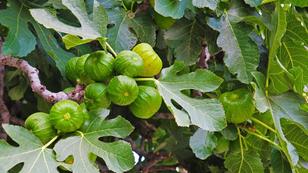 Dobitë kurative të gjetheve të fikut, ja mënyrat si t’i përdorni për ...