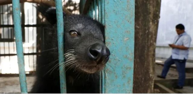 Origjina e virusit: A është kjo e vërteta përfundimtare rreth COVID-19 ...