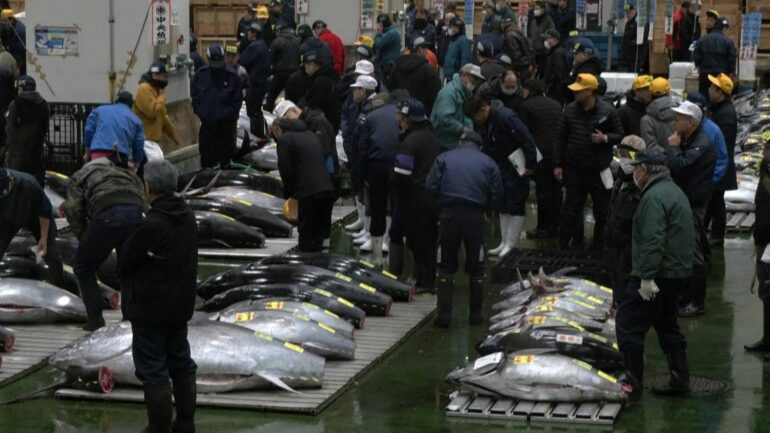 Peshk Ton Archives - Sot News | Lajme