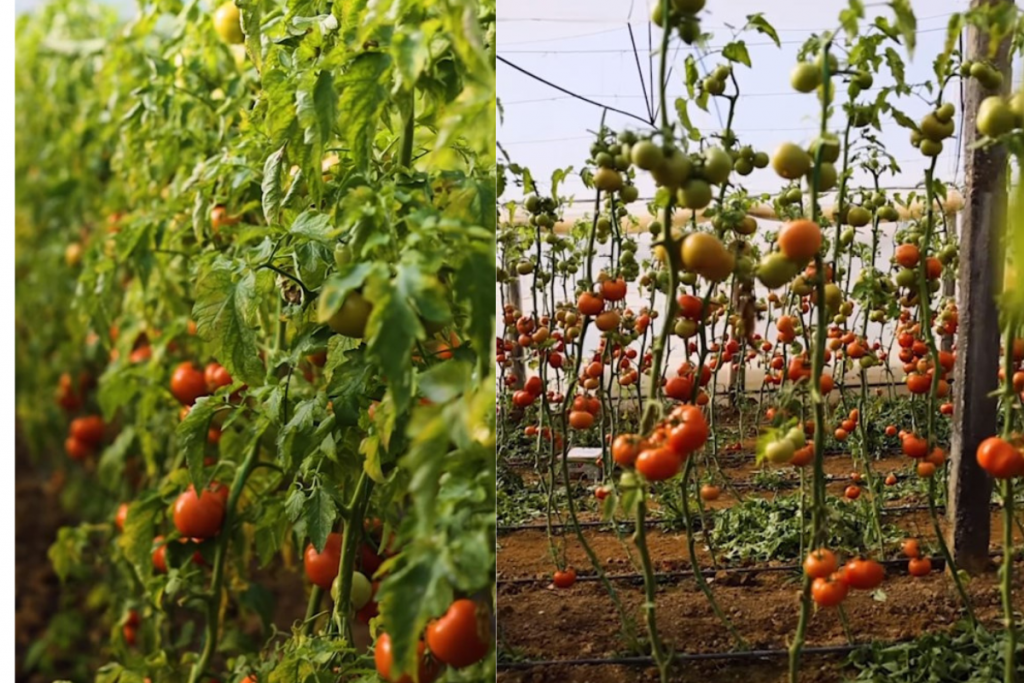 Skema Kombëtare, Denaj: Prodhimi në serra 100% mbështetje për masën ...