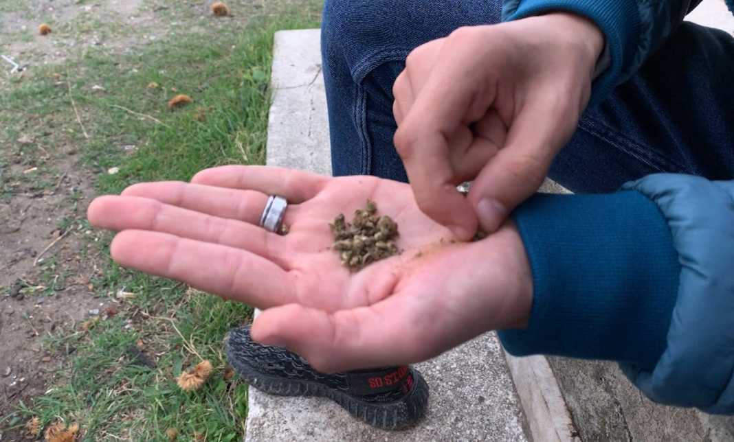 Përdorimi i lëndëve narkotike nga të rinjtë: 65% deklarojnë se i ...