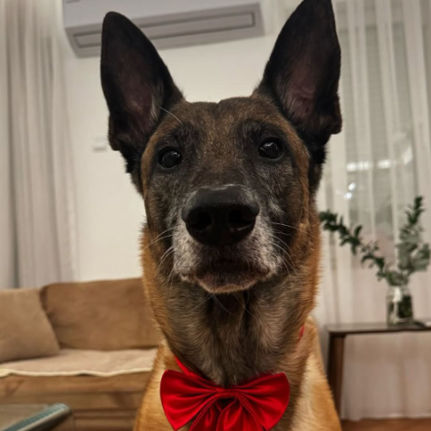 I stiluar me një fjongo të kuqe në fyt, qenushi i këngëtares së njohur ...