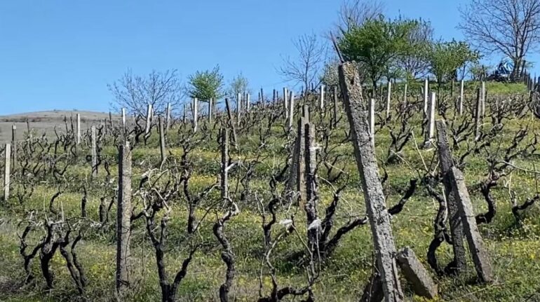 Fermerët drejt falimentimit/ Dëbora dhe ngricat shkatërrojnë vreshtat ...
