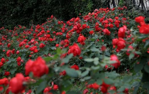 Qyteti i Shqipërisë që mban aromë trëndafili - Sot News | Lajme