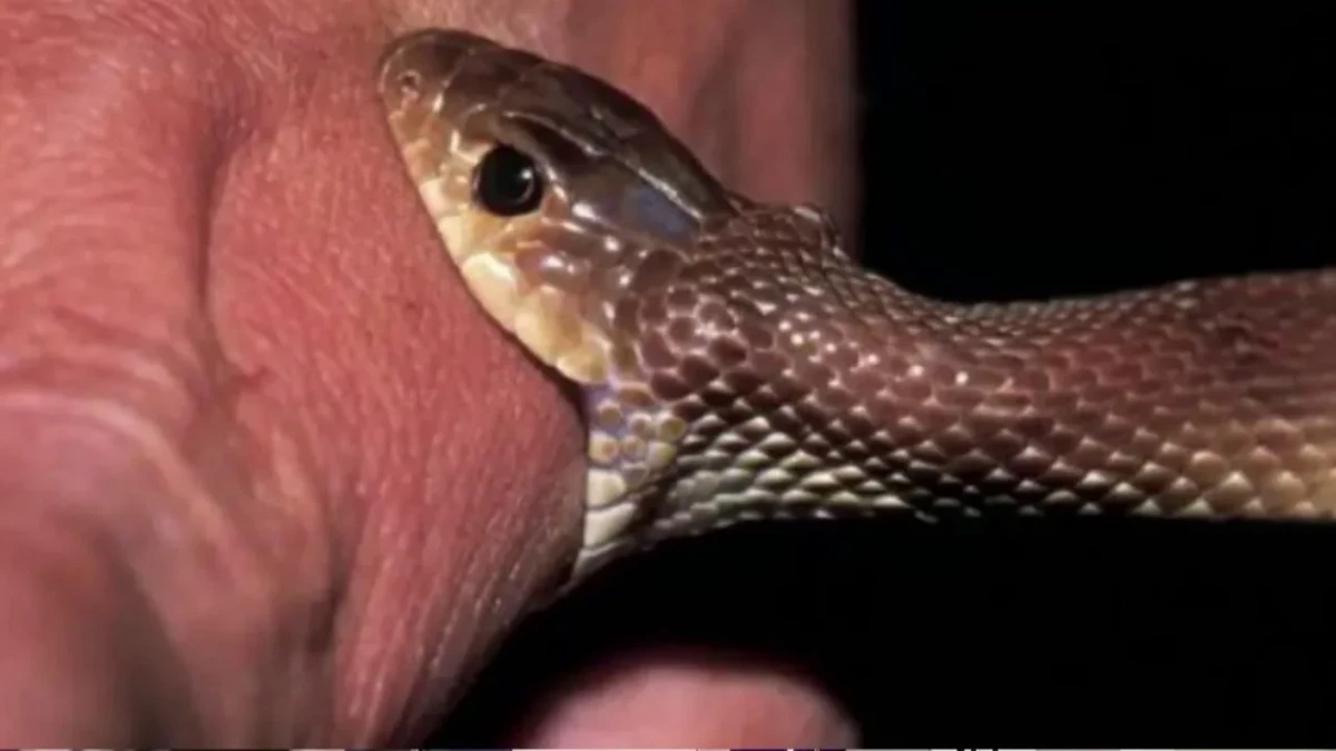 Verë me rrezik, rritet numri i pickimeve nga gjarpërinjtë - Sot News ...