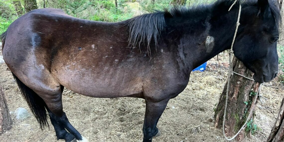 E rëndë në malin e Llogarasë/ Qëllohen me armë gjahu 22 kuaj të lirë, 4 ...