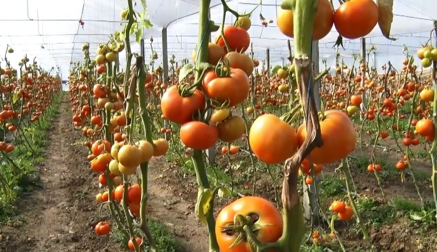 Pas pjeshkëve, “bie në rrjetë” edhe domatja shqiptare në Kroaci, ja ...