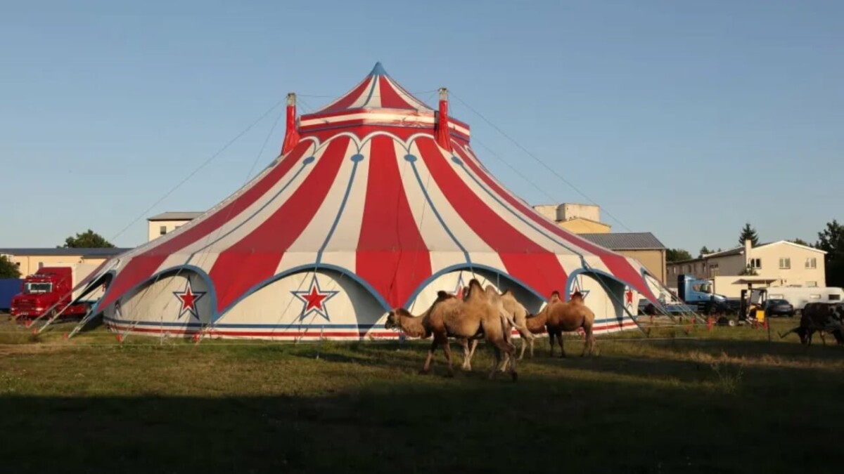 Tronditëse/ Akrobatja bie nga trapezi dhe humb jetën gjatë një ...