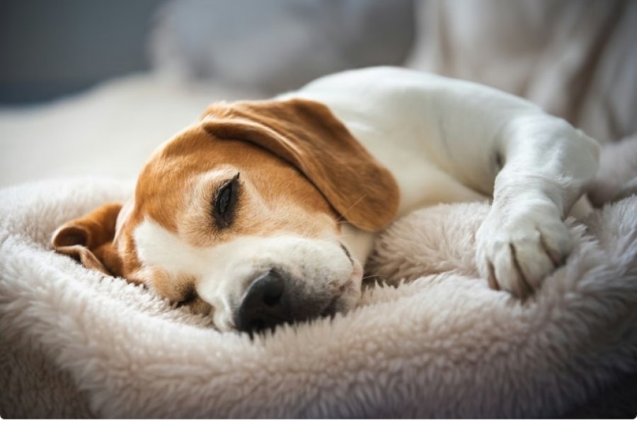 Veterinerët paralajmërojnë: Mungesa e gjumit tek qentë shpesh ...